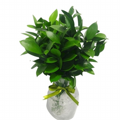 Arranjo De Ruscus | Rio de Flores